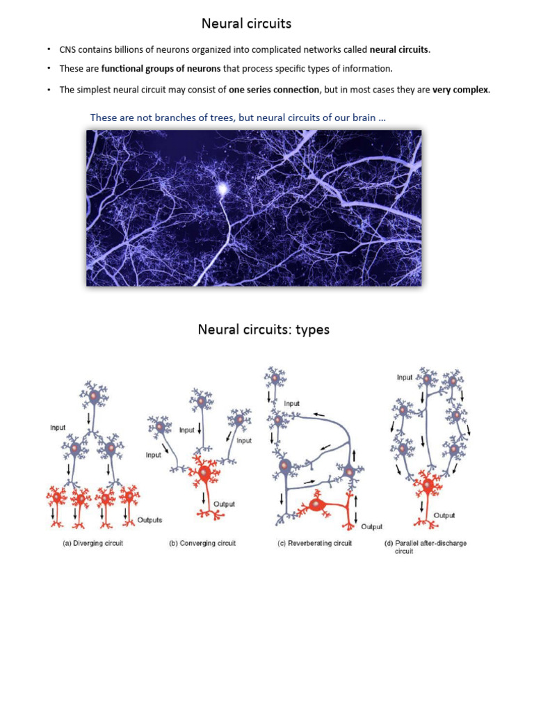 Class 8 | PDF | Neuron | Synapse