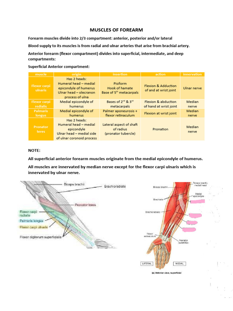 Forearm & Hand Muscles | PDF | Thumb | Hand
