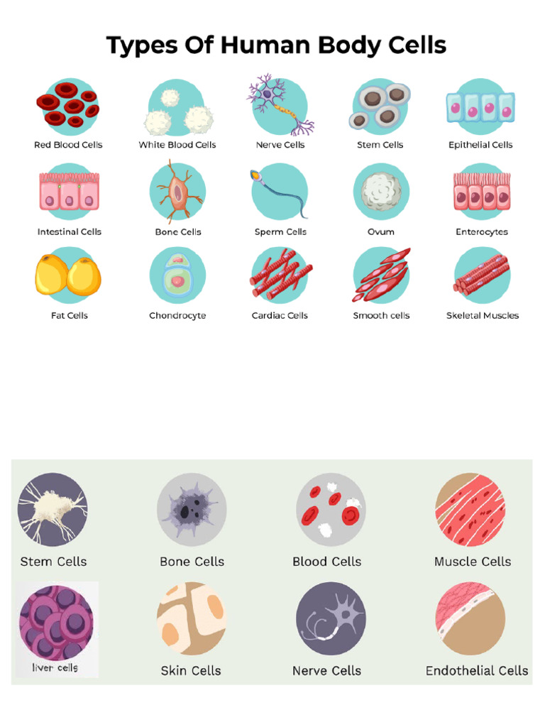 Human Body Cells | PDF