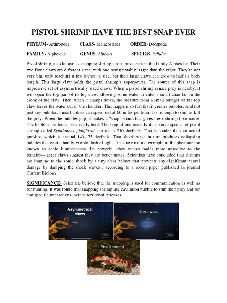 Pistol Shrimp: Nature's Loudest Snap | PDF | Social Science | Home & Garden