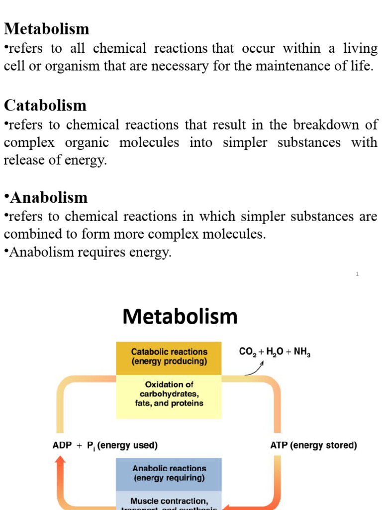 Carbohydrate Metabolism PPT Updated_0 | PDF | Glycolysis | Diet & Nutrition