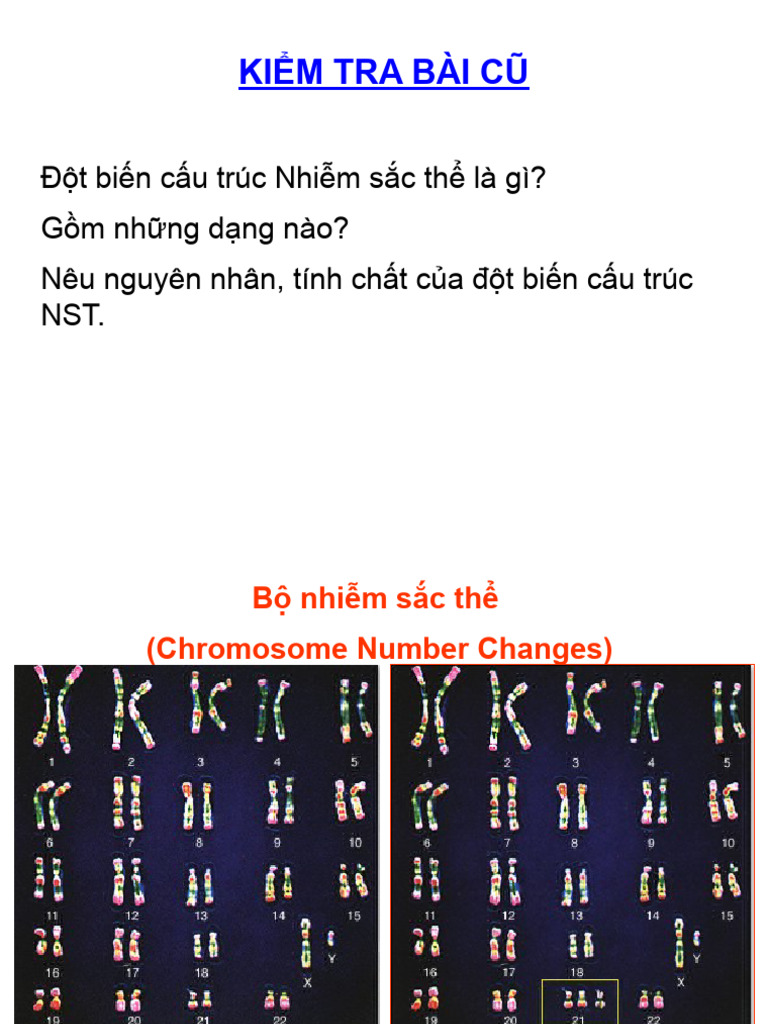 Lesson 10 Mutation Chromosomes | PDF