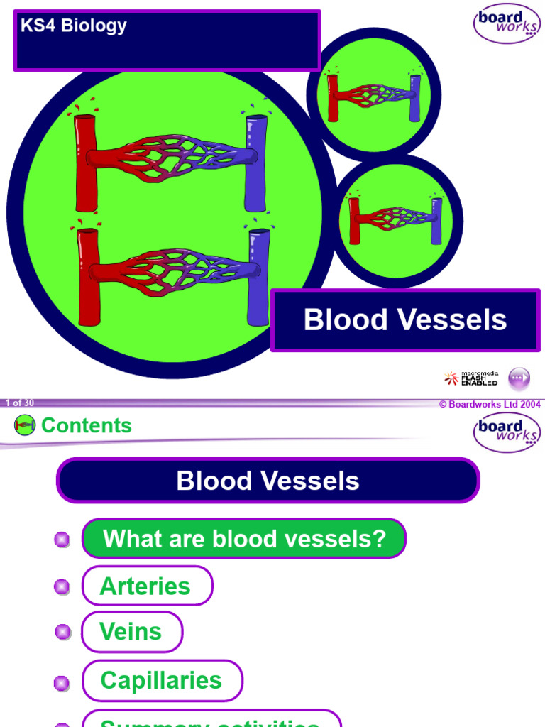 Blood Vessels Boardworks1 | PDF | Artery | Vein