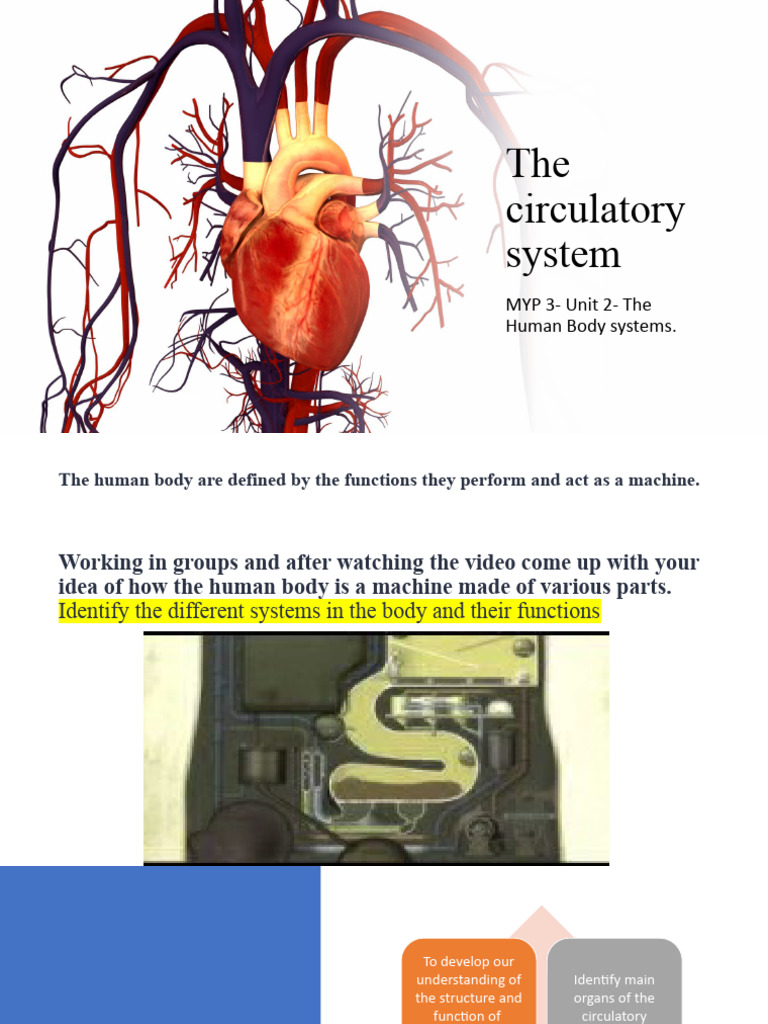 The Circulatory System | PDF | Heart | Atrium (Heart)