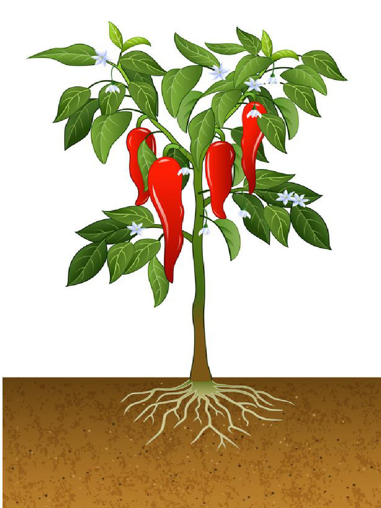Plants | PDF