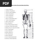 Anatomi Rangka Aksial Dan Apendikular | PDF