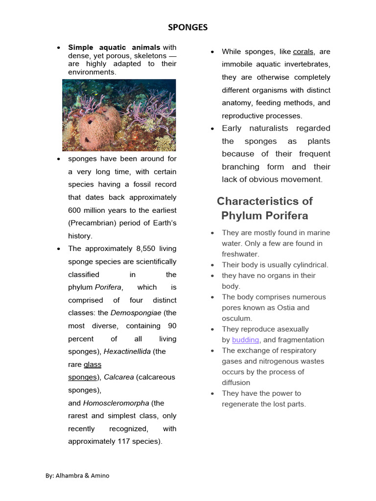 Sponges Zoology Report | PDF | Sponge | Zoology