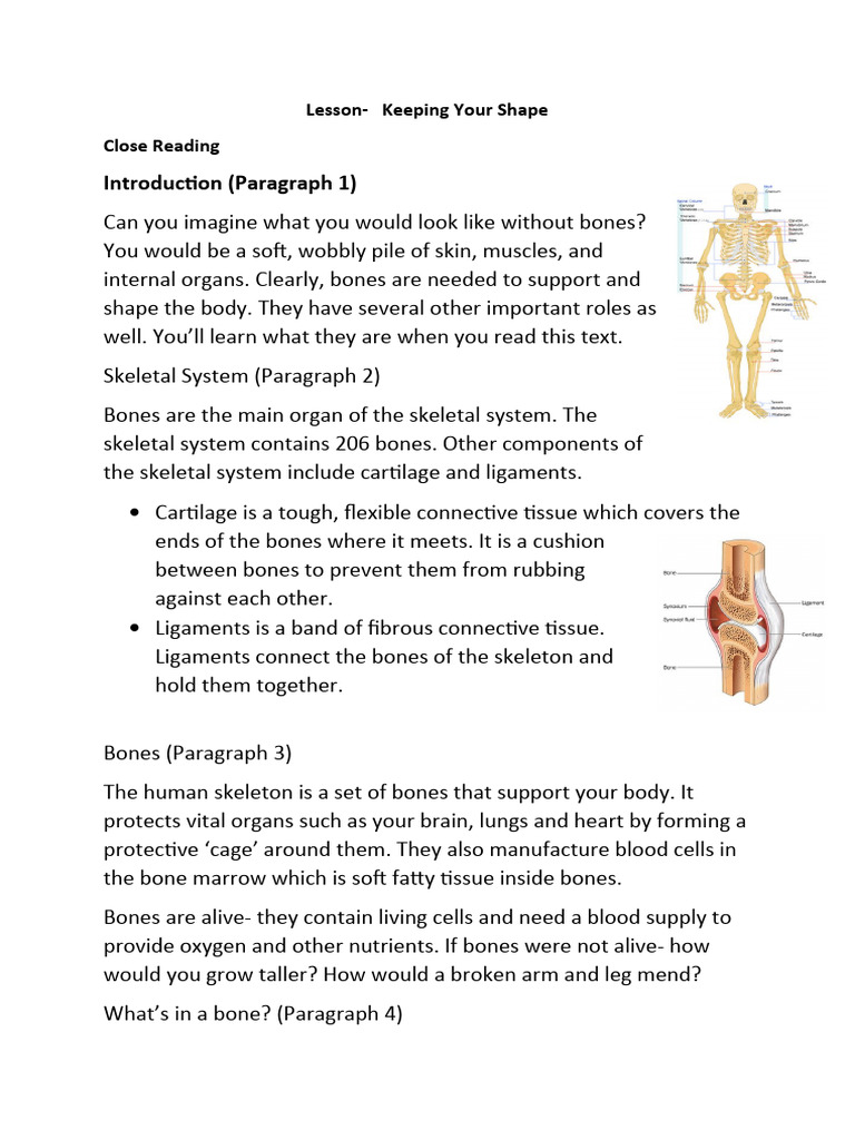Understanding the Human Skeletal System | PDF | Bone | Skeleton