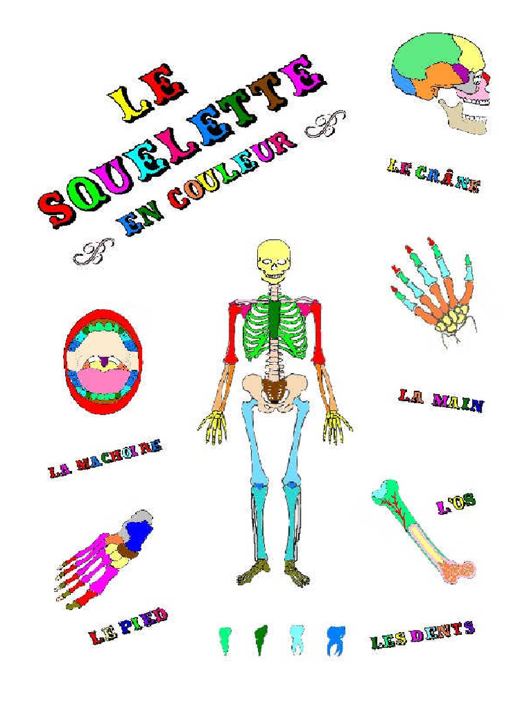 Les os du squelette-corrigé | PDF