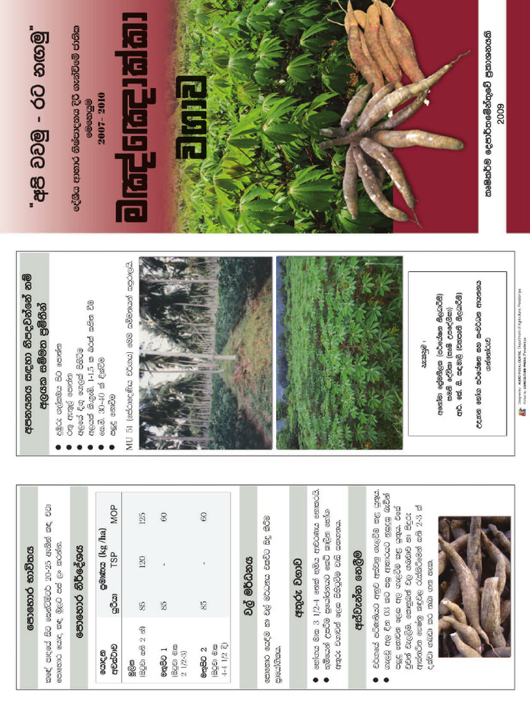 Manioc | PDF