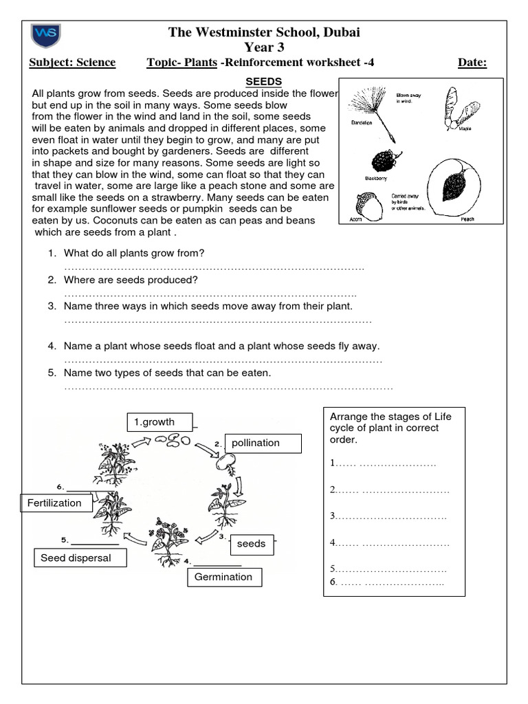 Plant Reinforcement Worksheet - 4 | PDF | Seed | Plant Reproduction