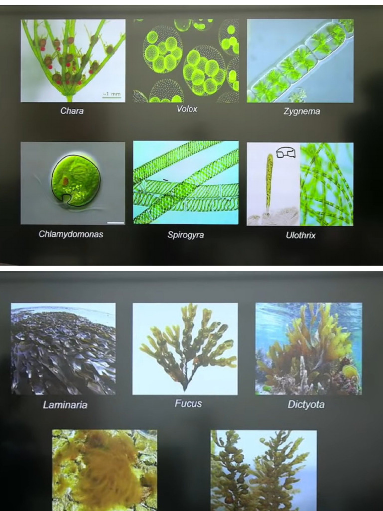 Algae | PDF