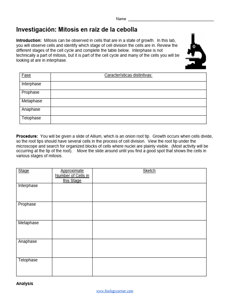 Investigation - Mitosis in and Onion Root | PDF