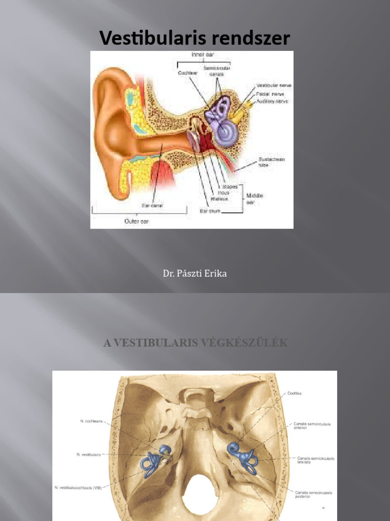 Vestibularis Rendszer | PDF