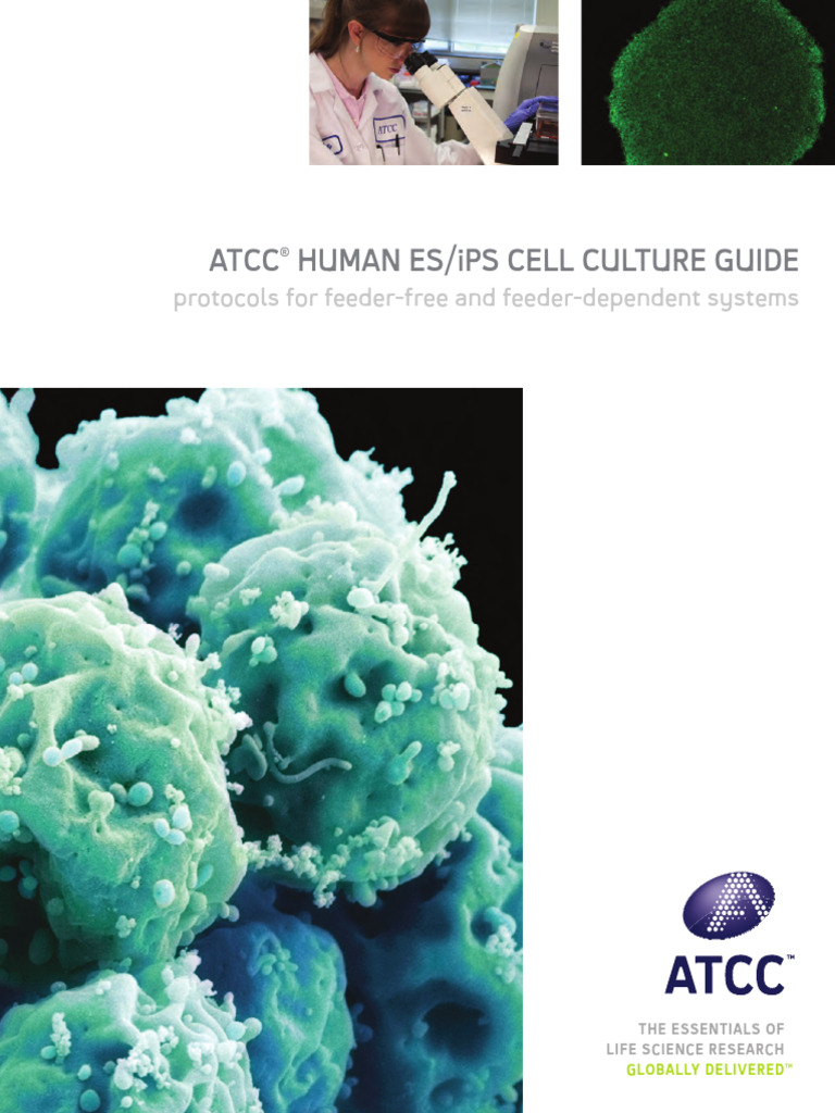 ATCC HUMAN ES and iPSC Cell Culture Guide | PDF | Embryonic Stem Cell ...