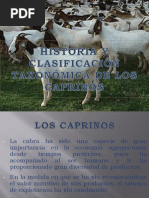 Raza Caprina Anglo-Nubian: Características y Cuidados | PDF | Cabra | Leche