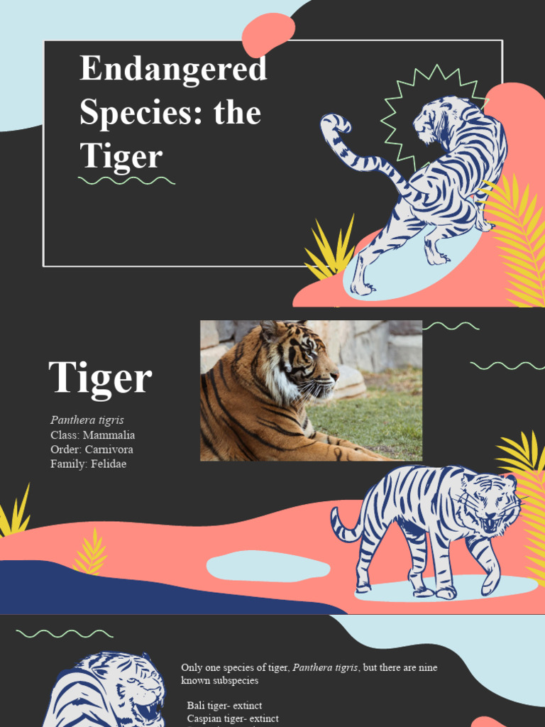 Tiger Presentation | PDF | Tiger | Poaching