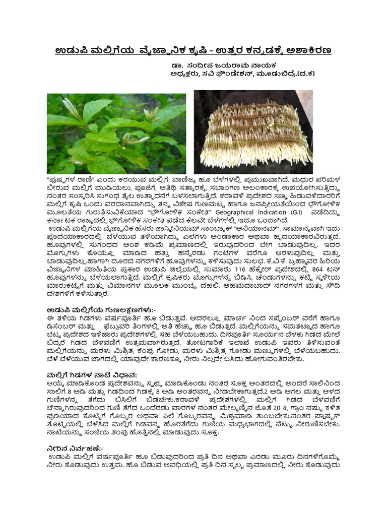 UDUPI MALLIGE-vaijnanik Krushi-Uttara Kannadkke Ashakirna | PDF
