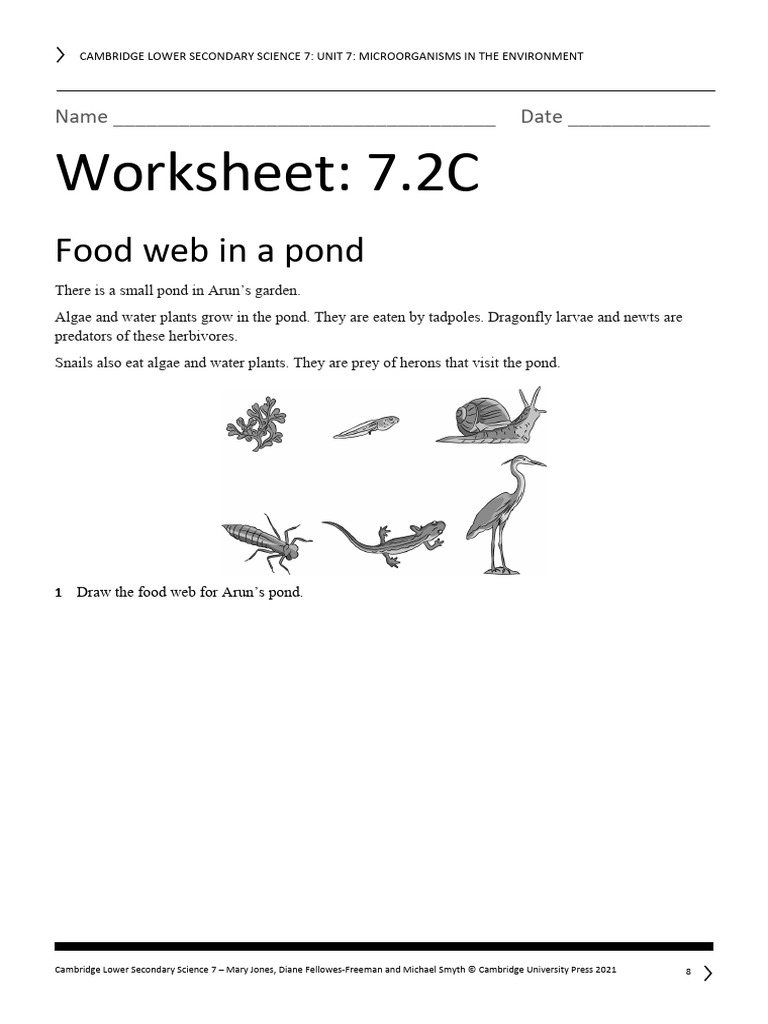 Food web worksheet | PDF