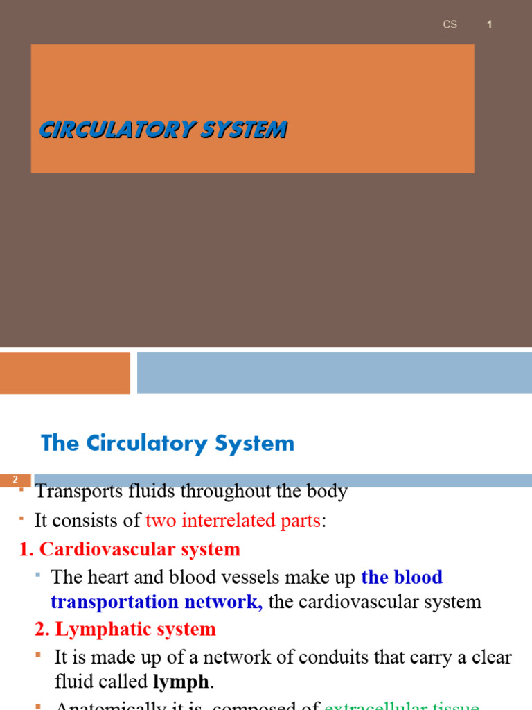 Anatomy Circulatory System | PDF | Heart Valve | Vein