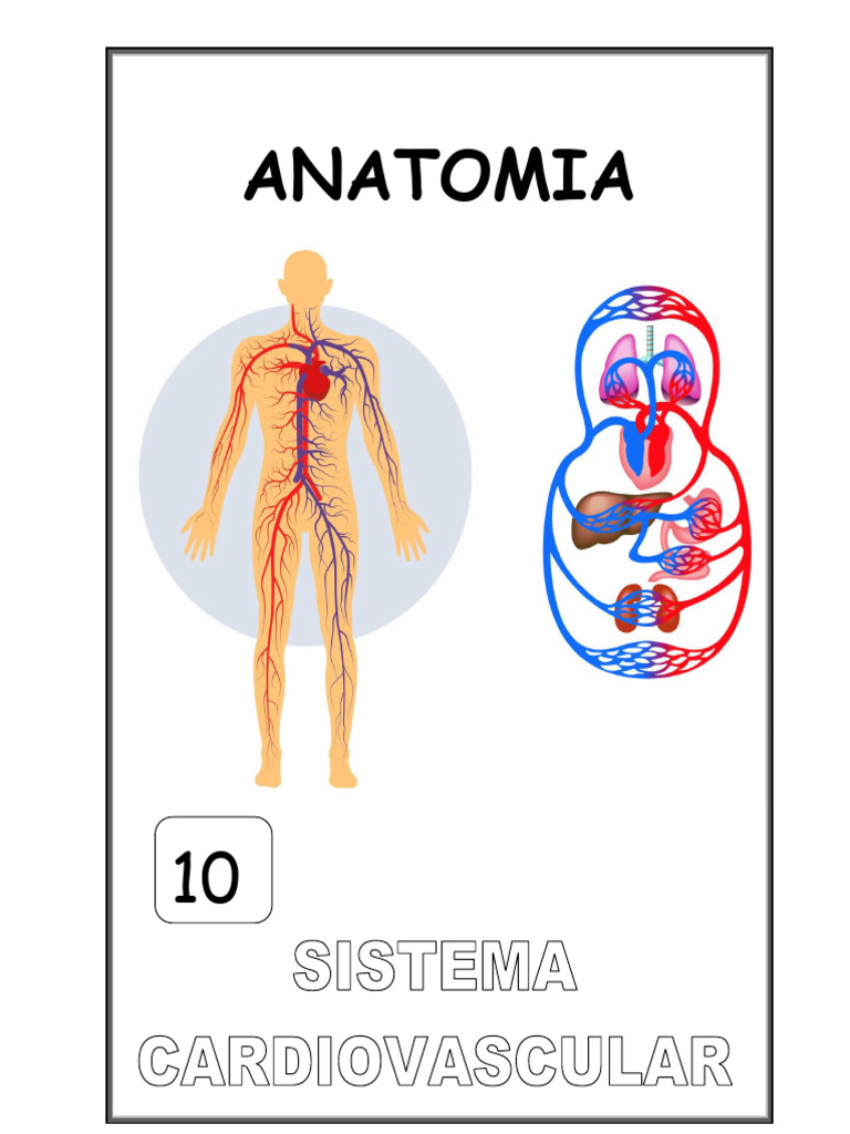10 SISTEMA CARDIOVASCULAR Circulatorio | PDF | Corazón | Ventrículo ...