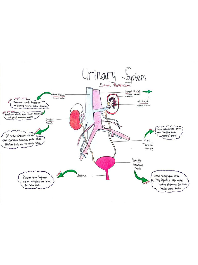 Anatomi Urinary System | PDF