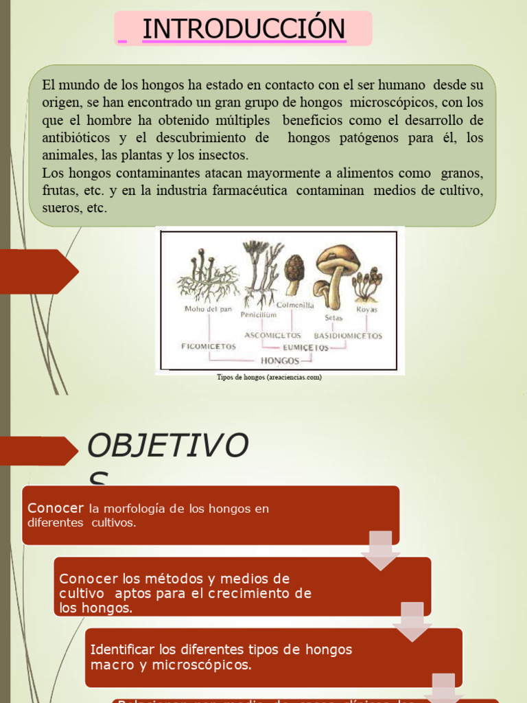 Micología | PDF | Hongo | Clavo (anatomía)
