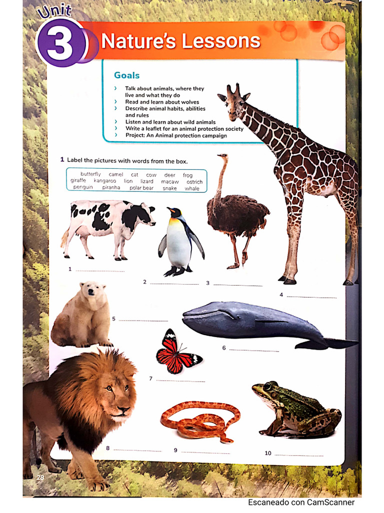 Light Up 1 Student's Book - Unit 3 | PDF