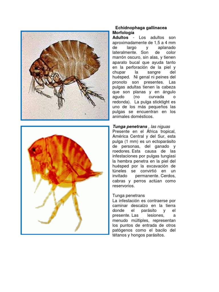 PULGAS | Animales y humanos | Organismos