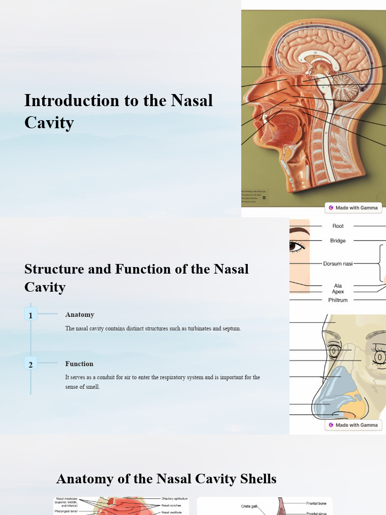 Introduction-to-the-Nasal-Cavity | PDF | Human Nose | Blood Vessel