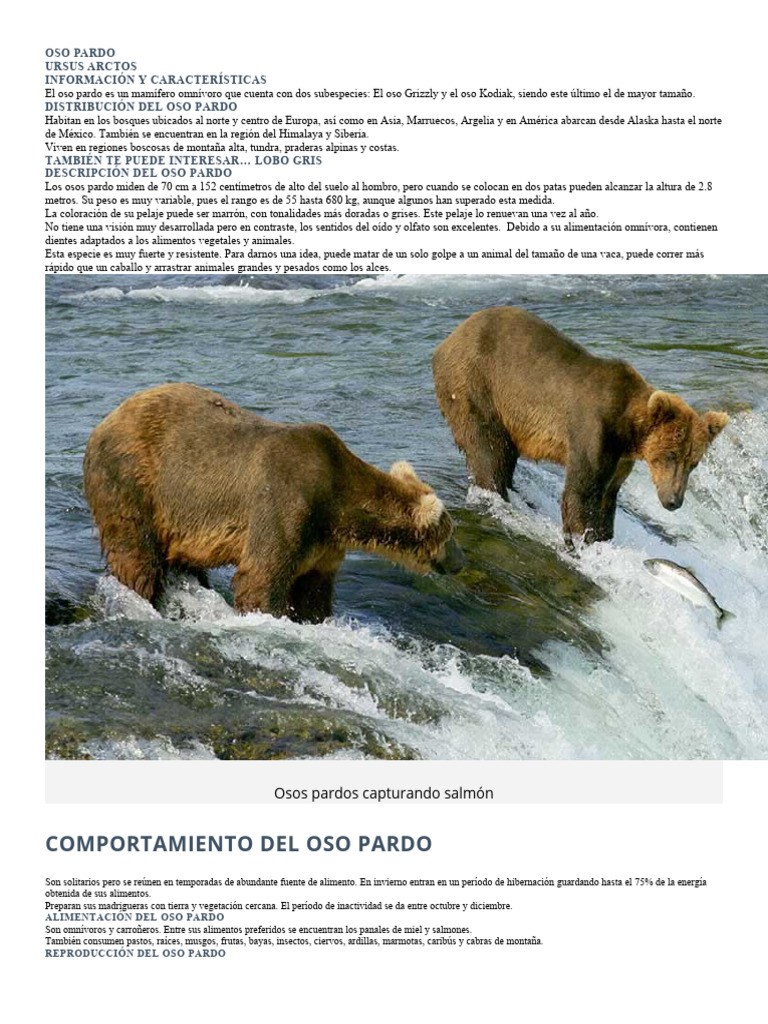 Oso Pardo | PDF | Zoología