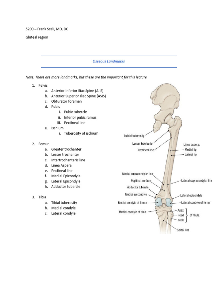 Gluteal Anatomy: Landmarks & Structures | PDF