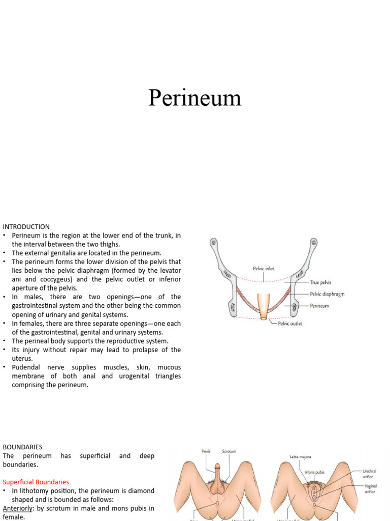 Perineum Anatomy | PDF | Labia | Pelvis