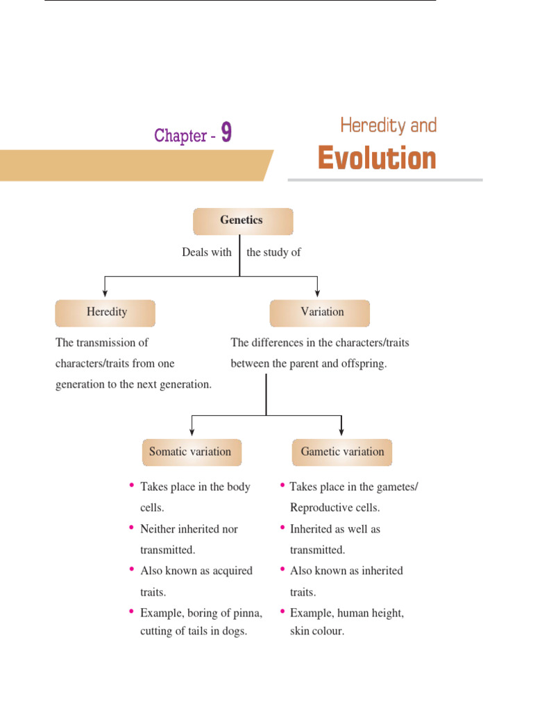 Heredity notes Class X | PDF | Dominance (Genetics) | Life Sciences