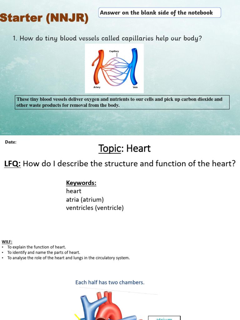 Y6 T2 Sci Wk11 PPT 2-Heart Revision 5 | PDF | Heart | Blood