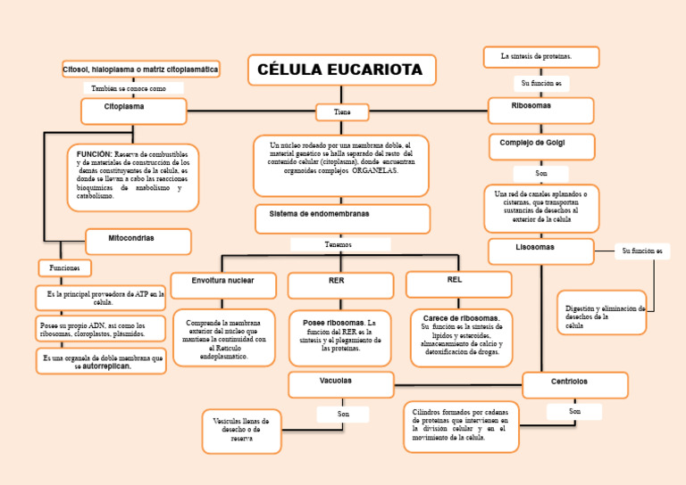 Mapa Conceptual de La Celula Eucariota 2 | PDF | Citoplasma | Bioquímica
