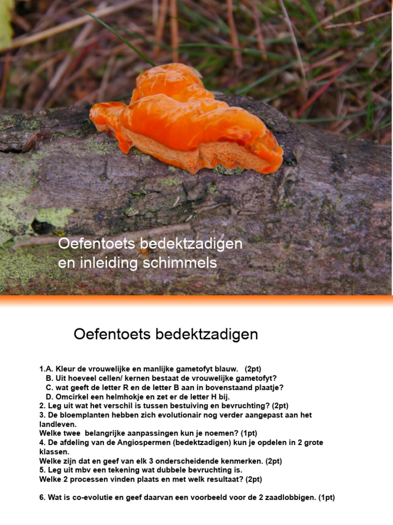 College 6 Schimmels HST 31 023 | PDF