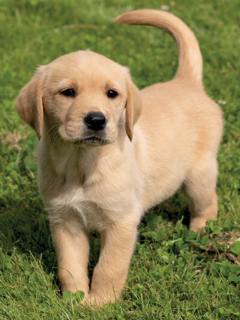 Meet Albus: Adorable Guide Dog Puppy | PDF