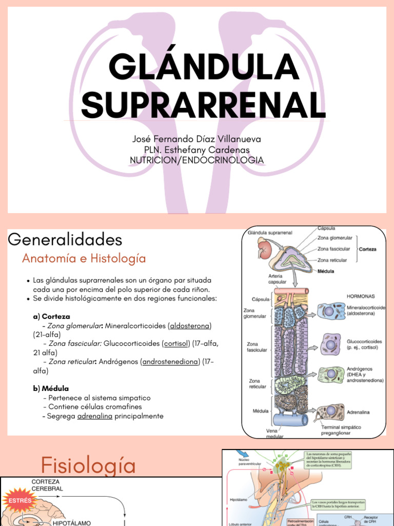 Glándula suprarrenal | PDF | Cortisol | Glándula suprarrenal