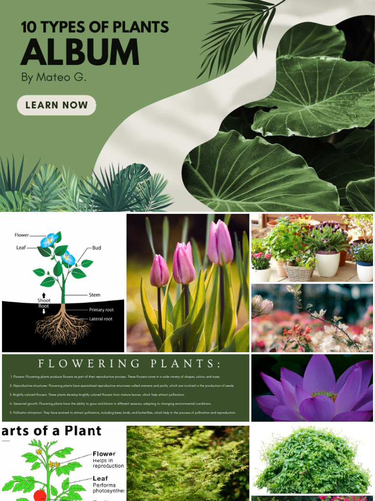 10 Types of Plants Album | PDF | Flowers | Botany
