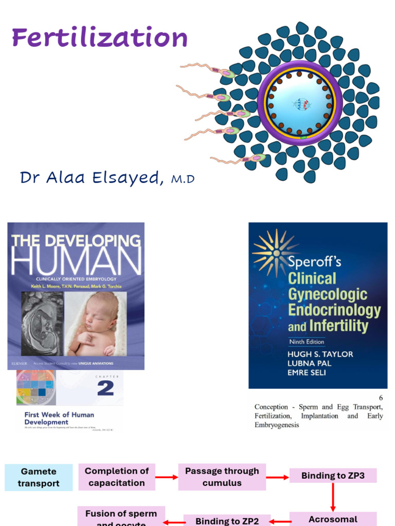 Fertilization PDF | PDF | Fertilisation | Reproduction