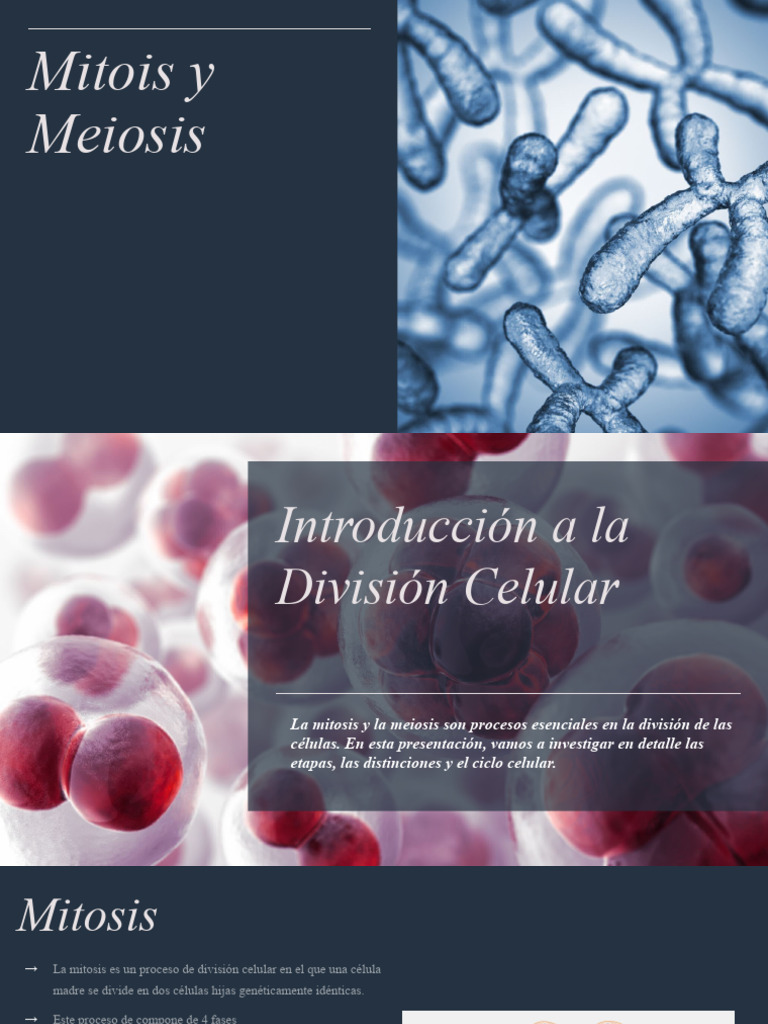 Mitosis y Meiosis | Descargar gratis PDF | Mitosis | Mitosis