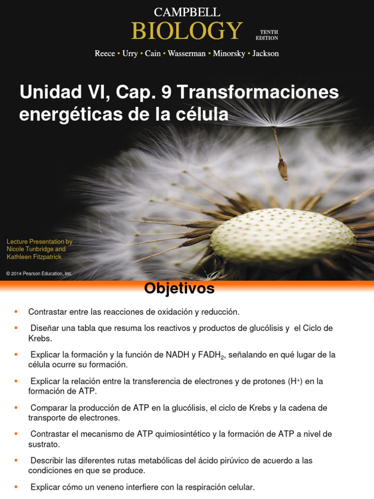 CAP09 | PDF | Trifosfato de adenosina | Respiración celular