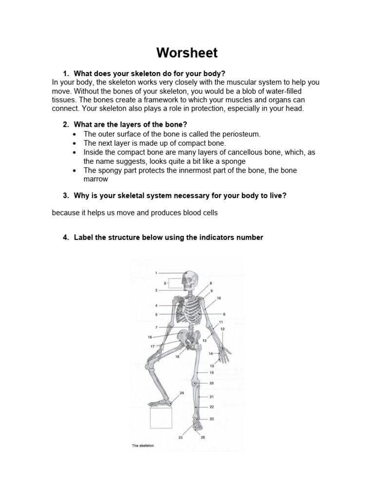 skeleton | PDF