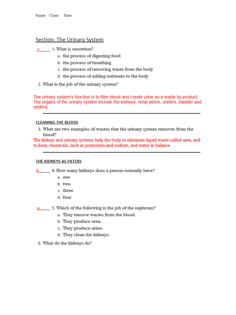 Urinary System 7th Grade Deliverable. | PDF