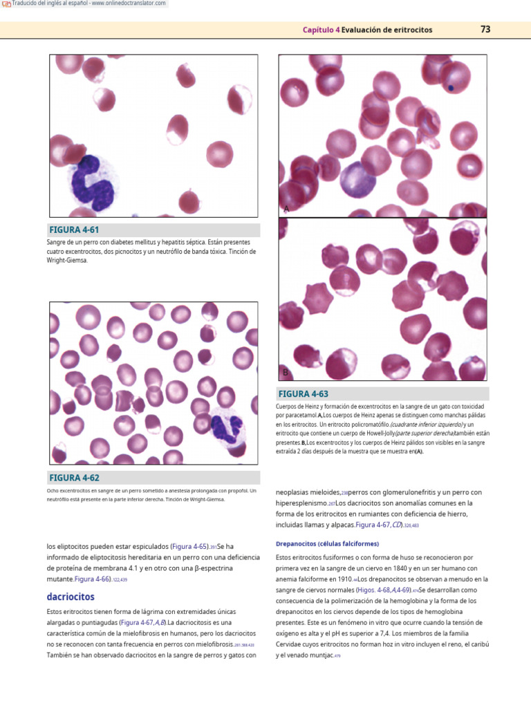 25-64 en Es | PDF | Glóbulo rojo | Sangre