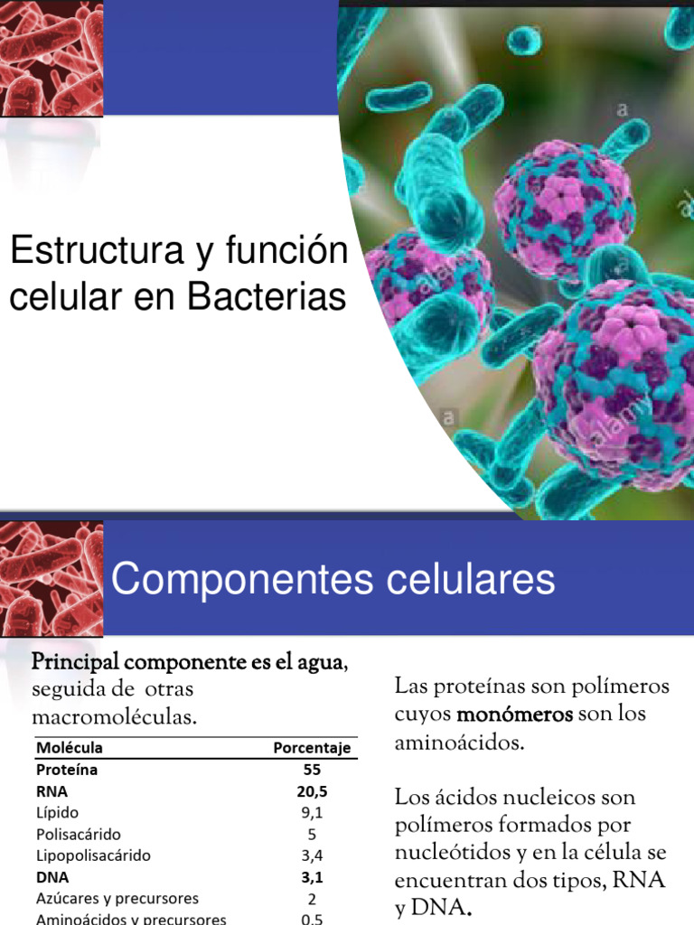 Bacterias 1 | PDF | Las bacterias | Bacteriófago