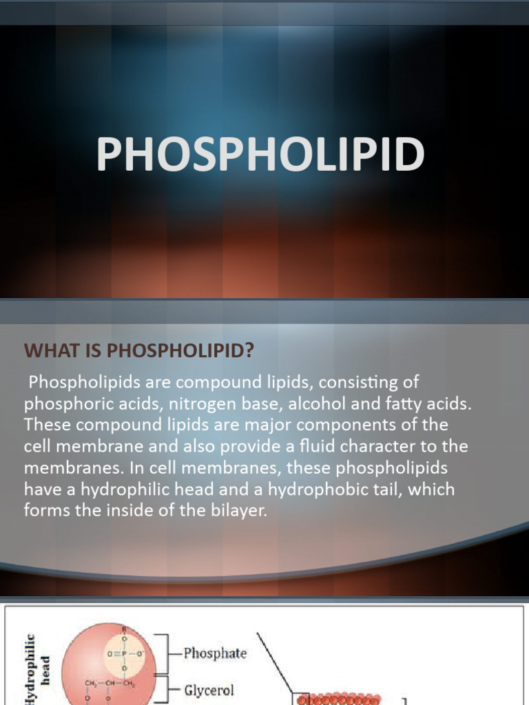 Understanding Phospholipids and Their Functions | PDF | Wellness