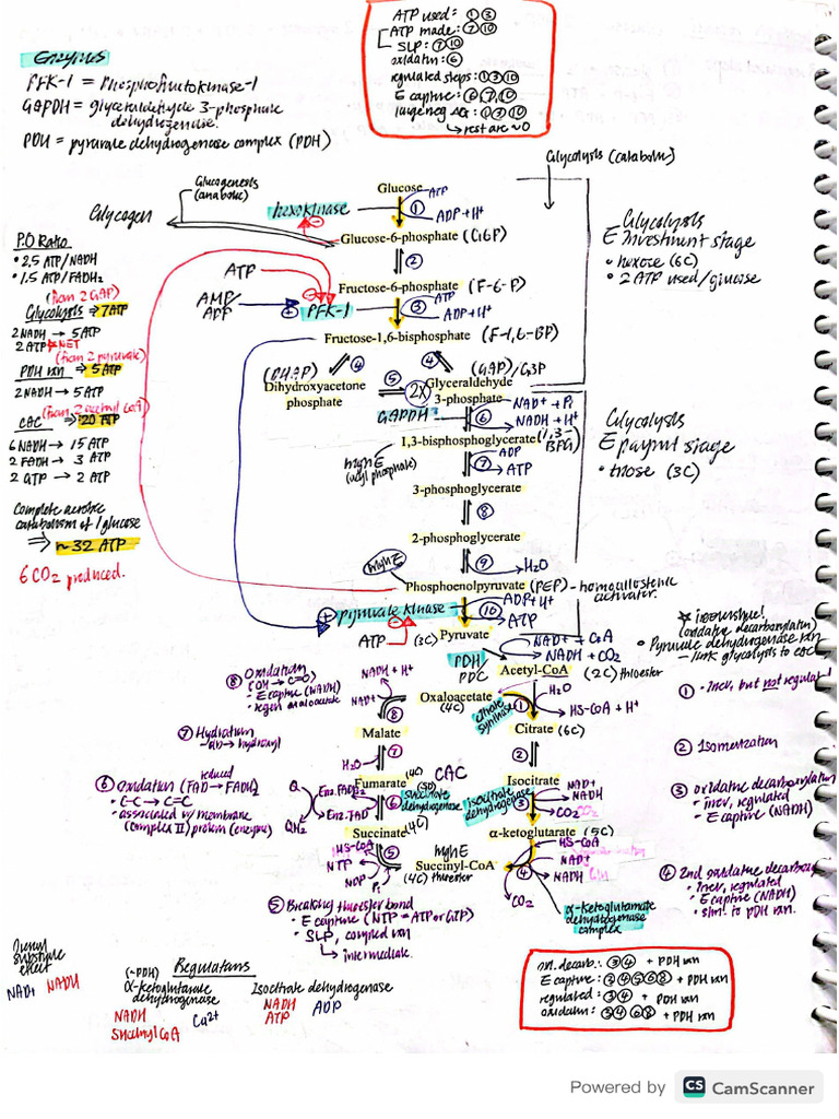 Biochemistry | PDF