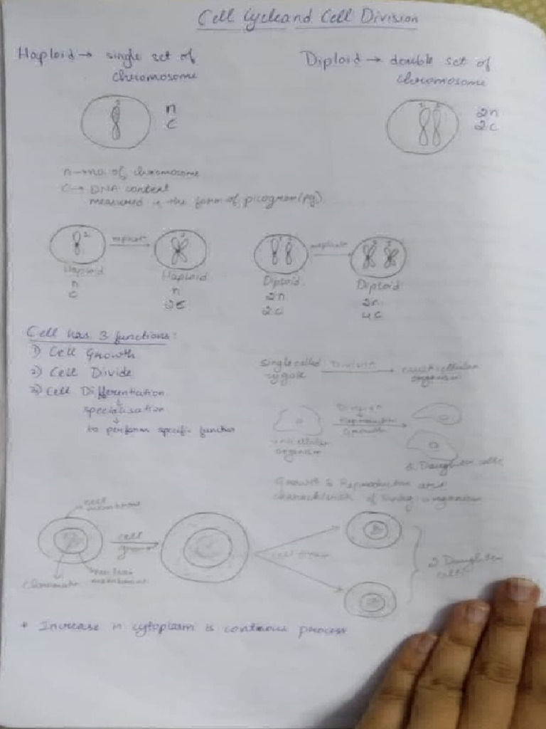 Cell Cycle | PDF | Biology